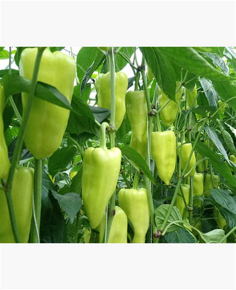 Étkezési Paprika Cassovia F1