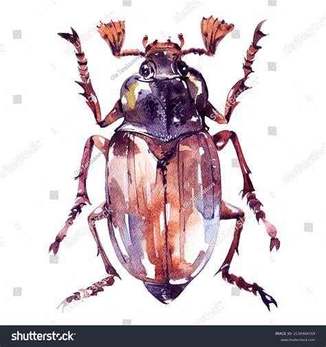 Watercolor Illustration Colored Sketch Bug On Stock Illustration 2138468769 Shutterstock