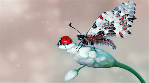 Ladybug Hd Wallpapers