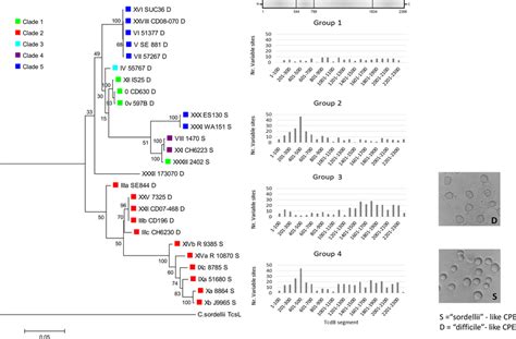 Four Patterns Of Point Mutation Distribution Along Tcdb Proteins And