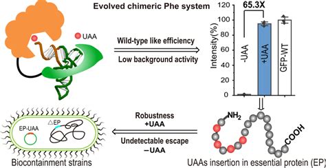 Efficient Unnatural Amino Acids Incorporation And Generalizable