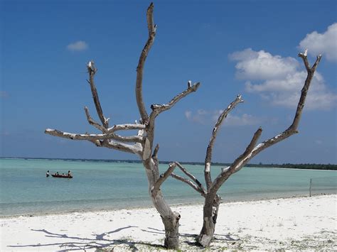Tree Sea Beach Free Photo On Pixabay Pixabay