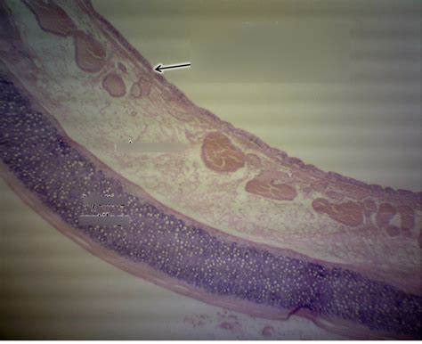 Respiratory Tissues 1 Diagram Quizlet