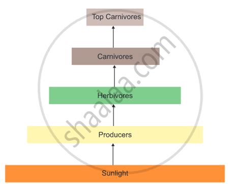 ecosystem diagram