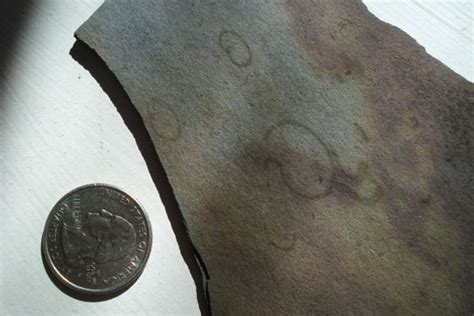 Photos Of Rogue Rocks And Fossils Geological History Of The Southwest