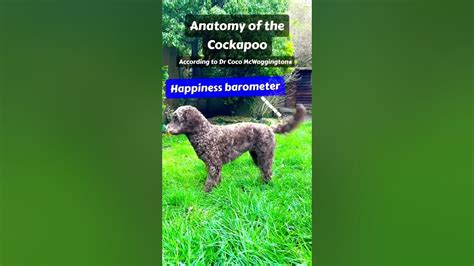 The Anatomy Of The Cockapoo Cockapoo Dog Puppy Dogshorts Cutedog