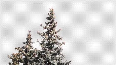 Isolated Tree In The Wind With Transpare Stock Video Pond