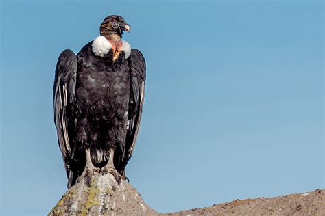 The 10 Biggest Birds In The World With Pics And Fascinating Facts