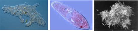 Protazoa Flashcards Quizlet