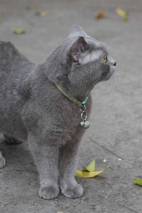 how can i control argb fans with my motherboard