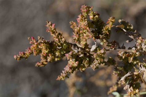 Chenopodiaceae Atriplex Monflora