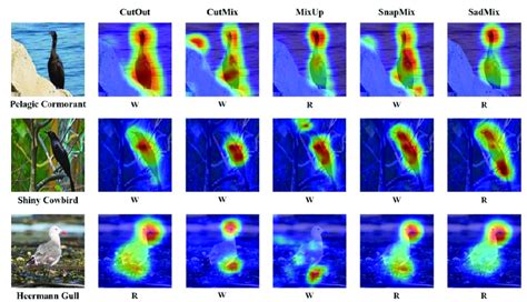 class activation maps visualization of different data augmentation
