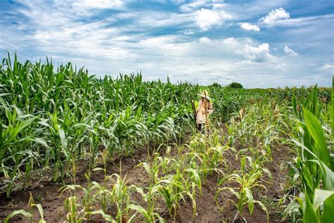 Significance Of Accuracy Farming