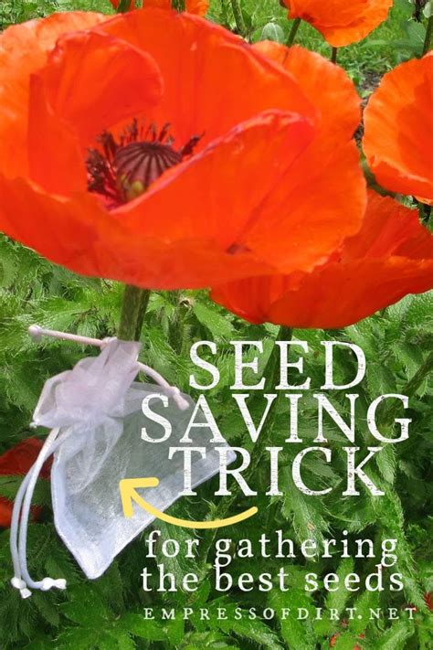 Clever Seed Saving Tip For Best Results Empress Of Dirt