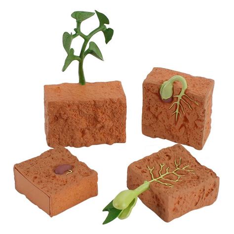 Simulation Seed Plant Cycle Model Toy Partygeschenke Geschenke Party Simulation Seed Plant Cycle Model Toy Partygeschenke Geschenke Party