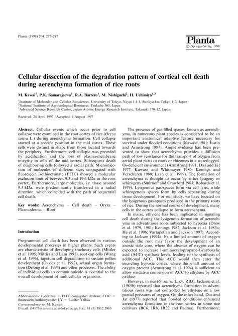 Pdf Cellular Dissection Of The Degradation Pattern Of Cortical Cell