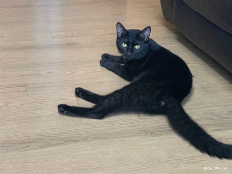 고양이 감기 증상 허피스와 칼리시 콧물 재채기 기침 눈물 예방법 알아봐요 네이버 블로그