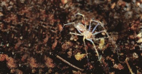 국내 최초 ‘눈 없는 거미 발견 어두운 동굴서 진화