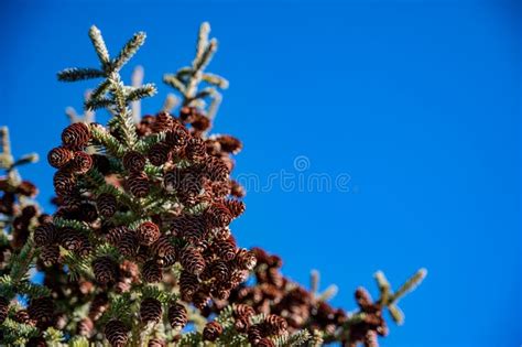 Selective Focus On Large Cluster Of Pine Cones On An Evergreen Tree Clear Sky Background Stock