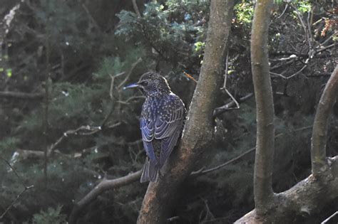 영국 정원에서 아름다운 커먼 스탈링 새의 뒷면 자연 배경에 나무 가지에 서 갈색에 대한 스톡 사진 및 기타 이미지 갈색 검은색 깃털 Istock
