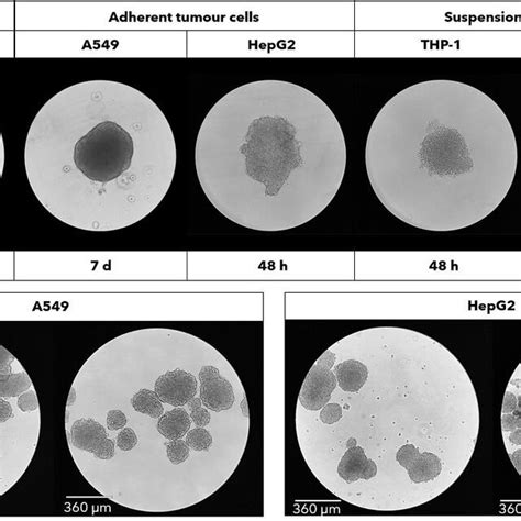 Spheroids Of Different Cell Lines Formed At Different Time Points After
