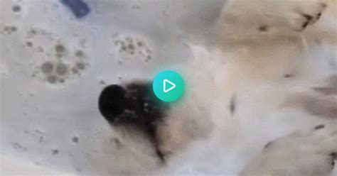 Fraser Just Loves Bath Time I Think All Labs Do On Imgur Fraser Just Loves Bath Time I Think All Labs Do On Imgur