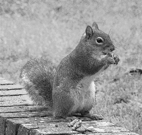 Nutty Squirrel BWD Photograph By Lynne Iddon Fine Art America