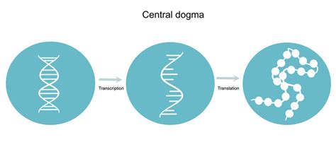 รูปภาพdeoxyribonucleotide เลือกดูภาพถ่ายสต็อก เวกเตอร์ และวิดีโอ97