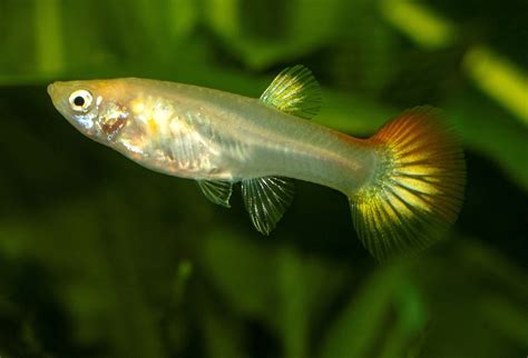 Poecilia Reticulata
