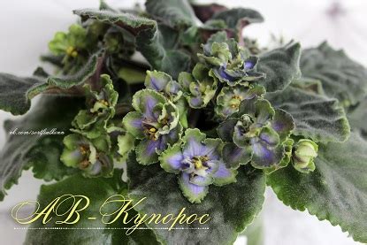Фиалка АВ-Купорос
