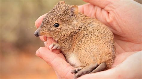 Outback Golden Bandicoots Rapidly Reproducing In Western Nsw After
