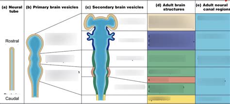 Development Of The Cns Diagram Quizlet