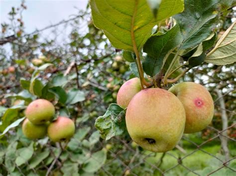 Terungkap Ternyata Begini Sejarah Apel Di Indonesia Sampai Menjadi