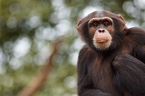 These African Lodges Lead The Way In Wildlife Conservation National Geographic