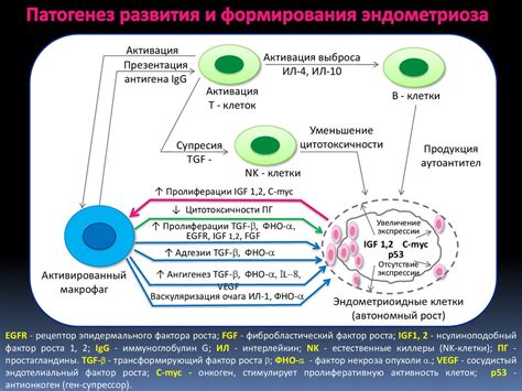 Эндометриоидная болезнь у женщин - презентация онлайн