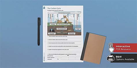 The Carbon Cycle Worksheet