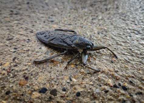 Cockroach Vs Waterbug What Is The Difference All “u” Need Pest Control