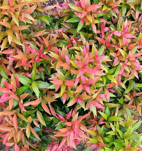 Color Ful Leaves With Red Orange And Green Hues Stock Image Image