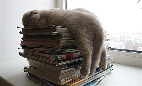 The 37 Funniest Photos Of Cats Sleeping In The Most Awkward Positions