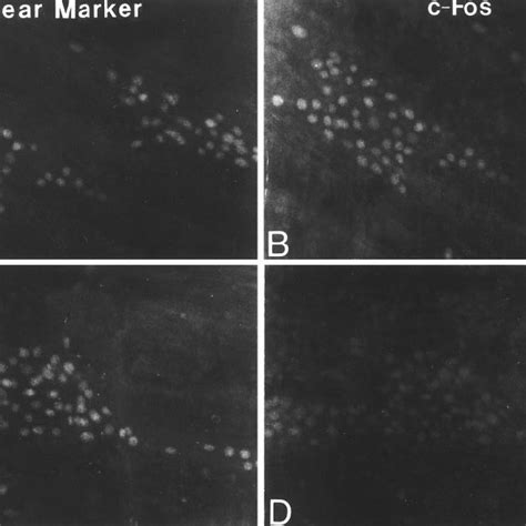 Fluorescence Micrographs Of The Myenteric Plexus From Capsaicin Treated Download Scientific
