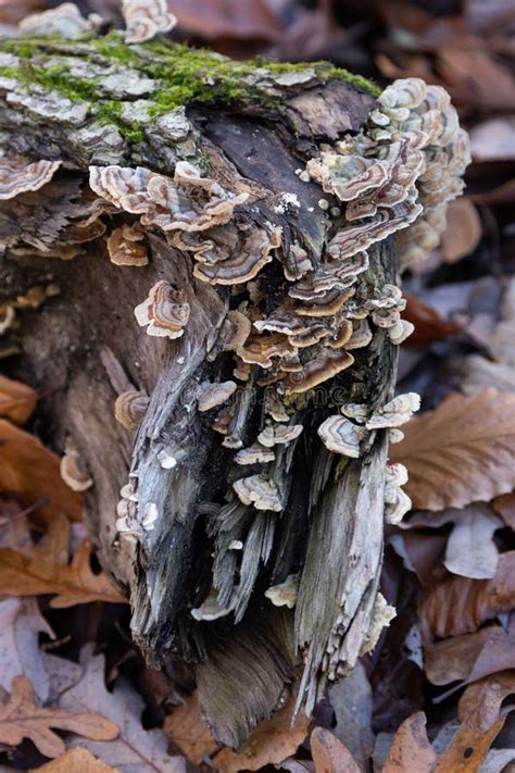 Closeup Shot Of Turkey Tail Fungus Growing On Broken Tree Trunk On The