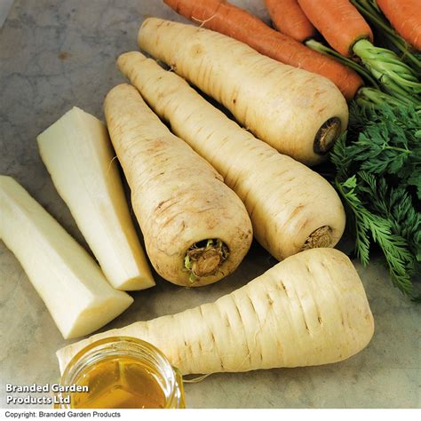 Buy Parsnip Albion F1 Seeds Organic Gardening Catalogue Buy Parsnip Albion F1 Seeds Organic Gardening Catalogue