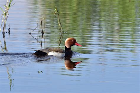 Redhead Duck Nature Free Photo On Pixabay Pixabay