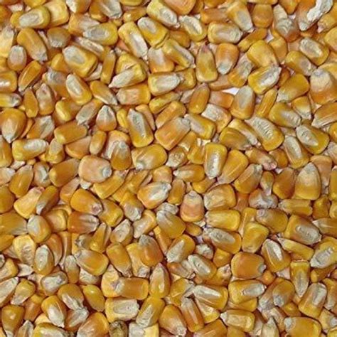 Yellow Whole Corn Certified Organic Non Gmo 5 Lbs Survival General