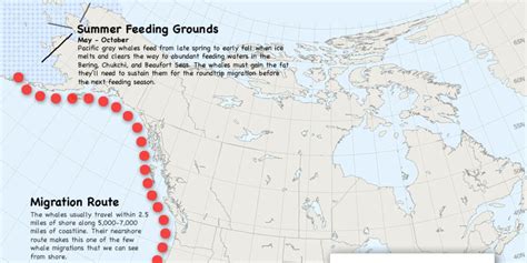 Whale Migration Routes Indian Ocean