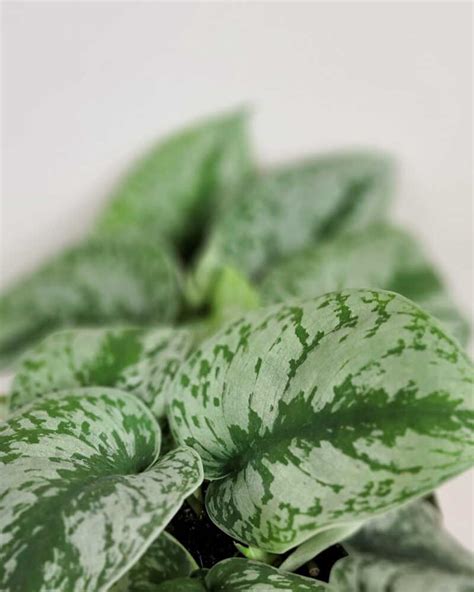 Silver Satin Scindapsus Plantvine