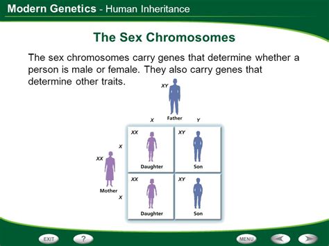 Table Of Contents Human Inheritance Human Genetic Disorders Ppt Download