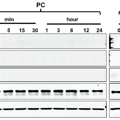 Western Blot Analysis Detecting The Phosphorylation Of Epidermal Growth