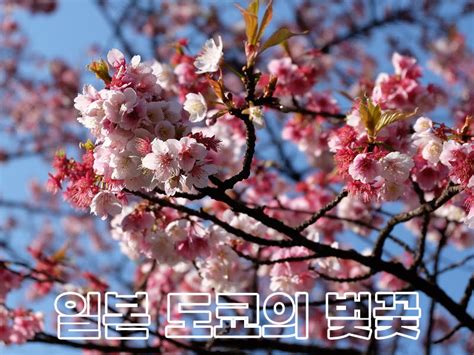 일본 벚꽃 명소 도쿄의 유명한 벚꽃 관광지는 어디일까