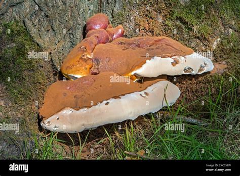 Lacquered Bracket Ganoderma Resinaceum Rare Poroid Bracket Fungus